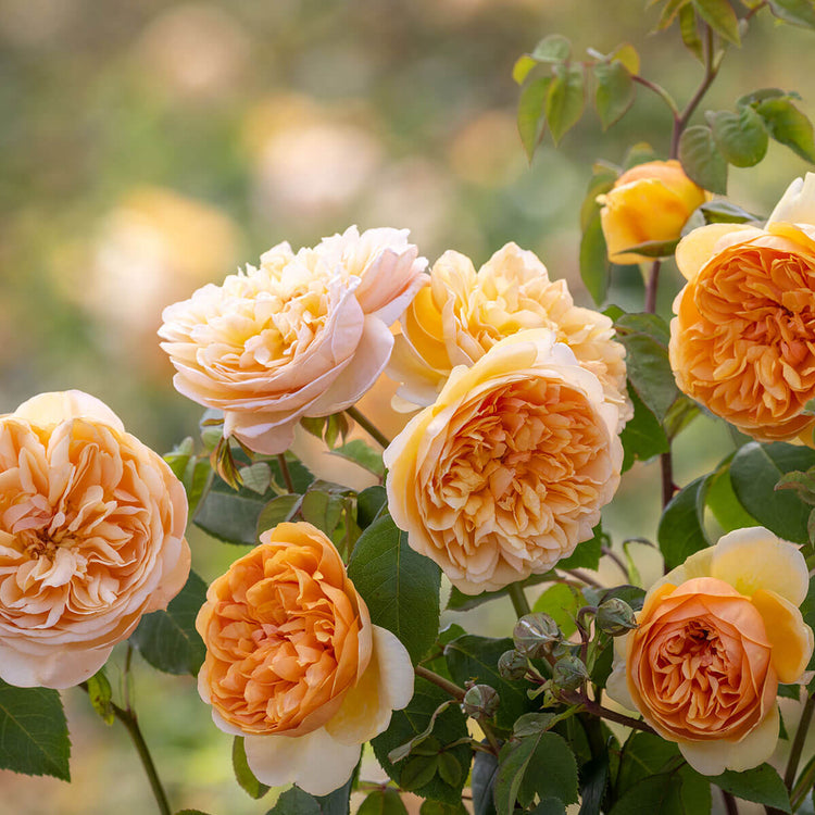 David Austen Roses – Ruxley Manor Garden Centre